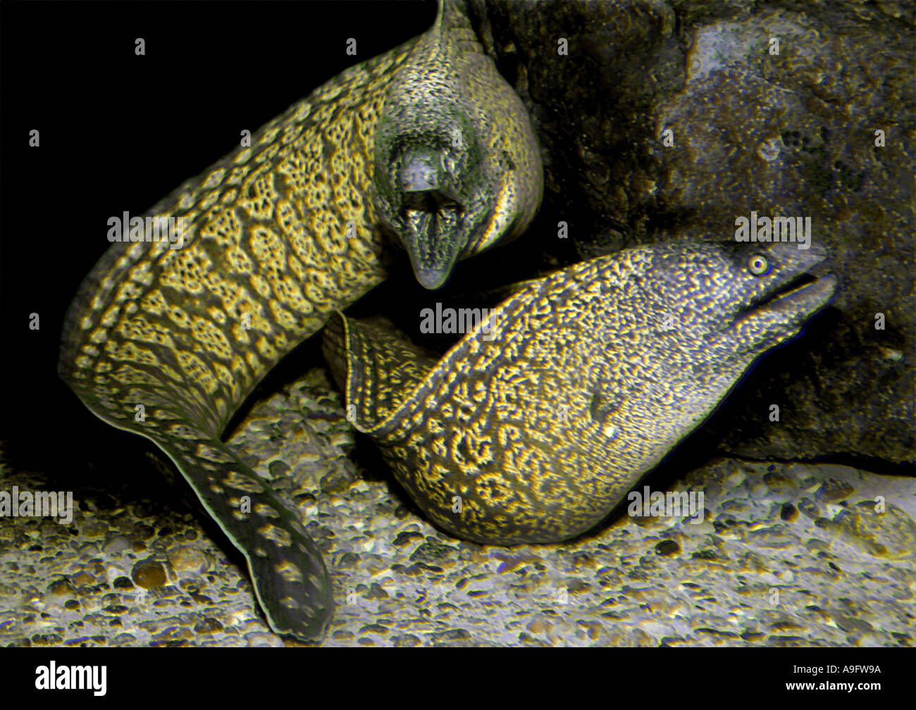 Mediterranean moray, European moray (Muraena helena), Mediterranean See ...