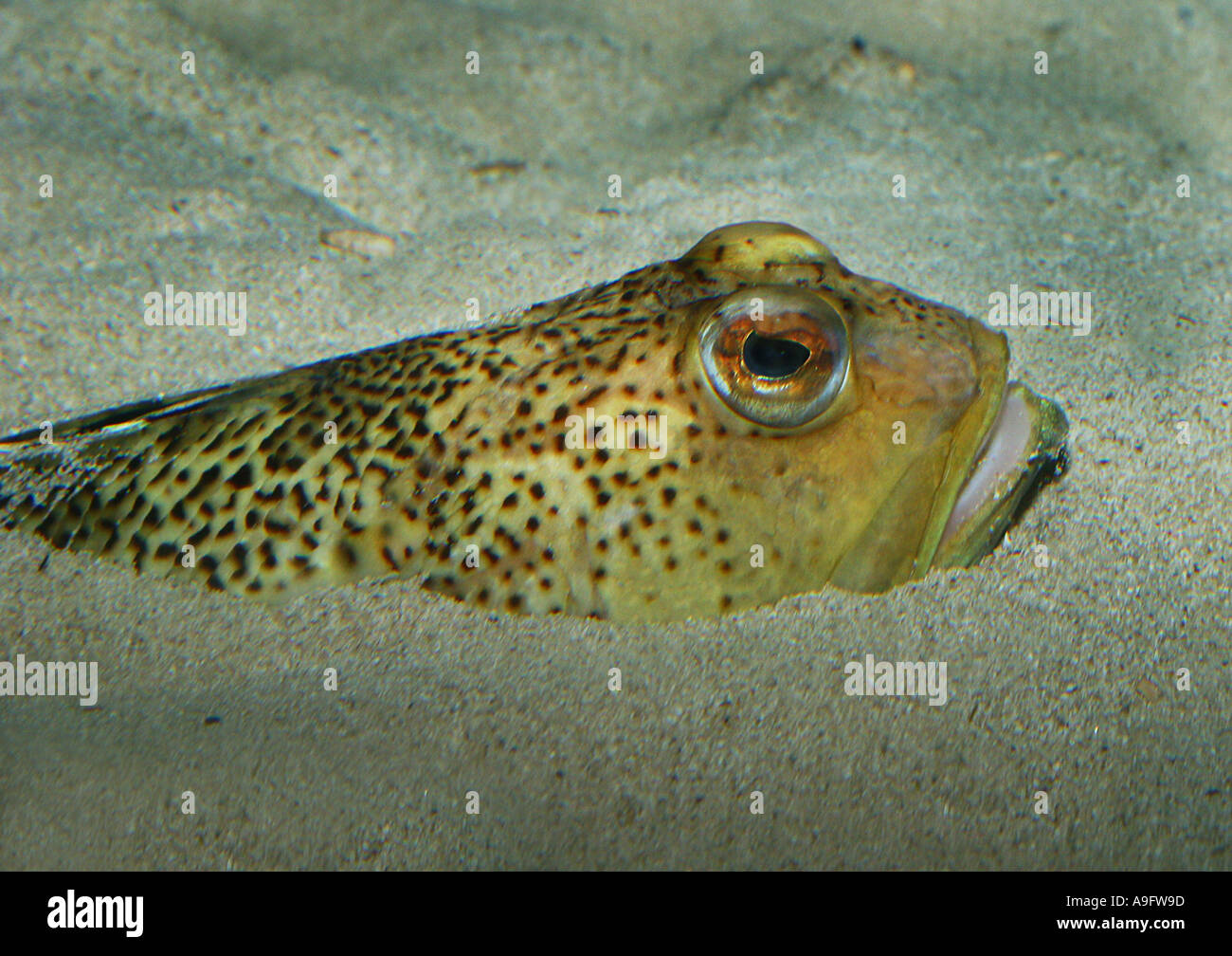 lesser weever (Trachinus vipera, Echiichthys vipera), lying on seabed ...