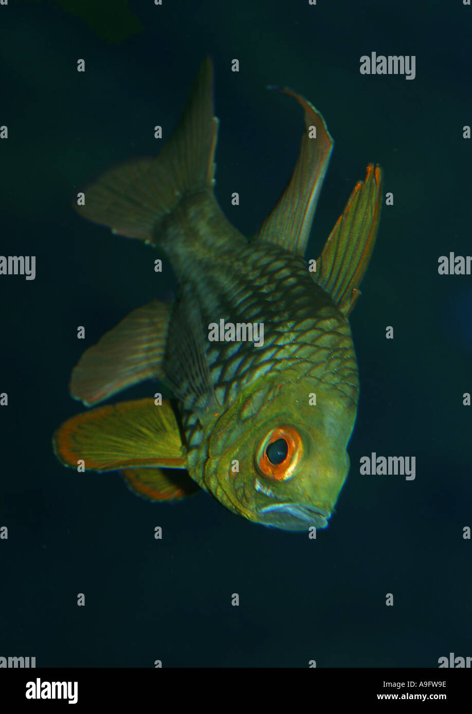 pajama cardinalfish (Sphaeramia nematoptera), Eastern Indian Ocean ...