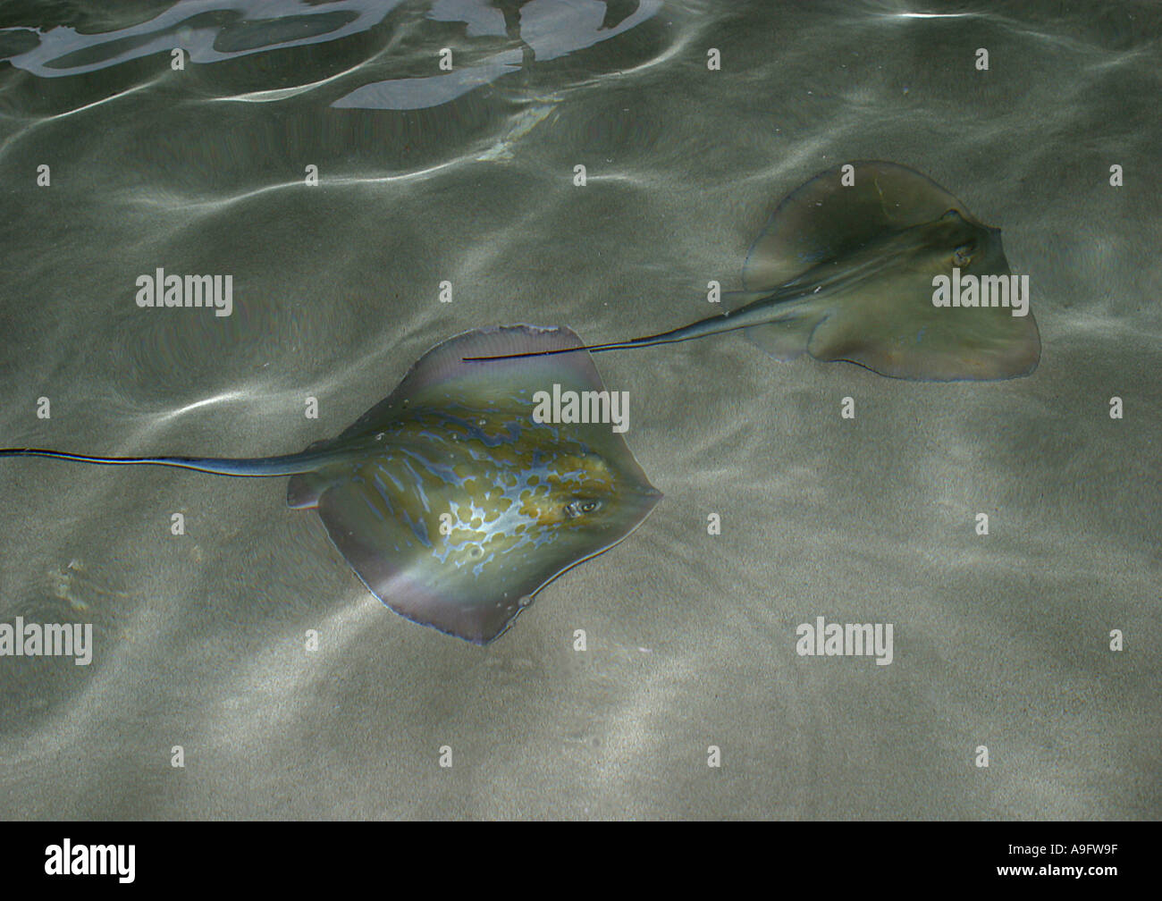 Starry ray hi-res stock photography and images - Alamy