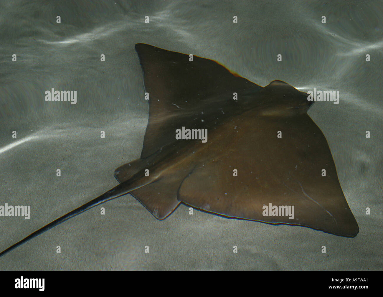 Javanese cownose ray rhinoptera hi-res stock photography and images - Alamy