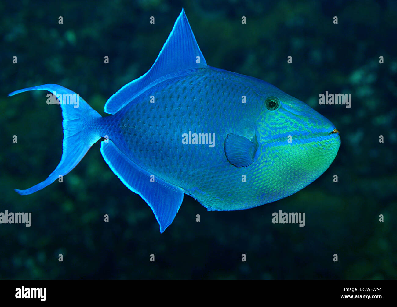 redtooth triggerfish, red-toothed triggerfish, redfang (Balistes ...