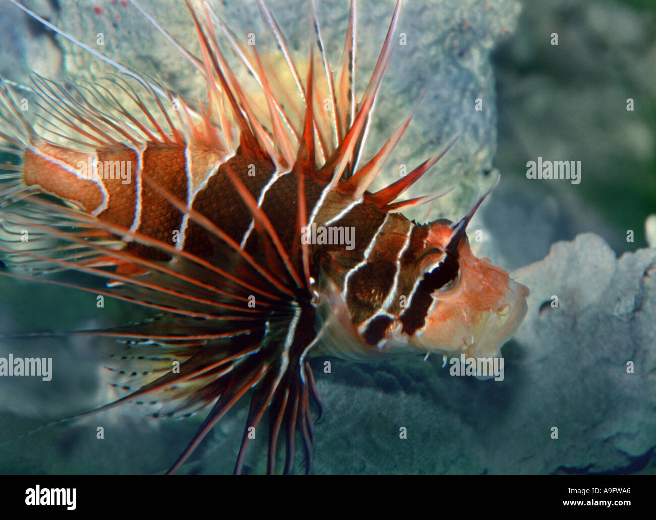 Clearfin turkeyfish hi-res stock photography and images - Alamy