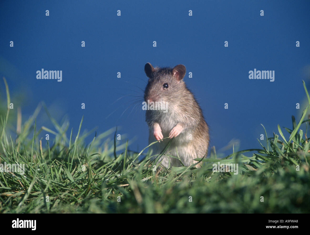 Brown Rat Animals Natural World Environment Wales Stock Photo - Alamy