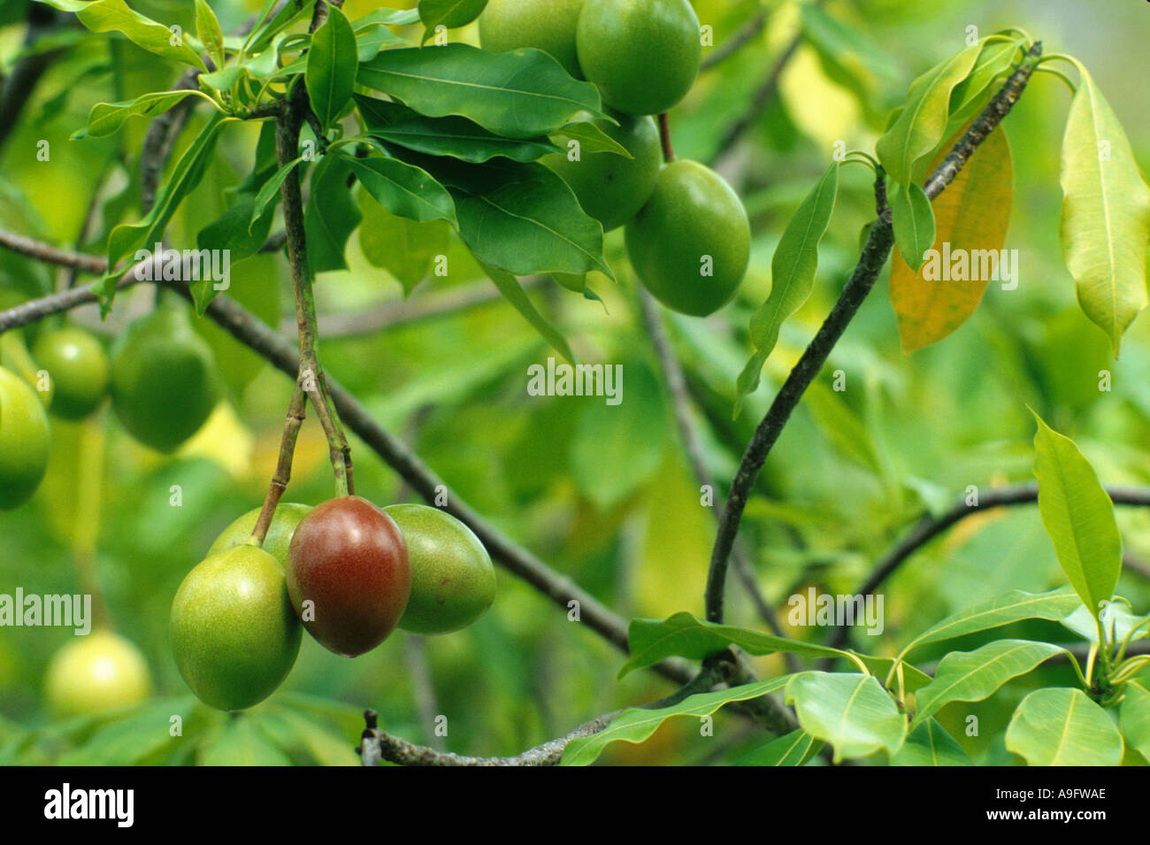 grey milkwood, Odallum tree, dog-bane (Cerbera manghas, Cerbera odollam ...