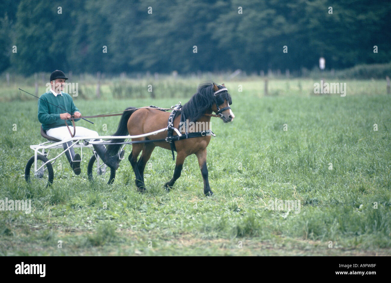 Welsh Pony, Section A, Welsh-Mountain-Pony, Welsh Mountain Pony (Equus ...