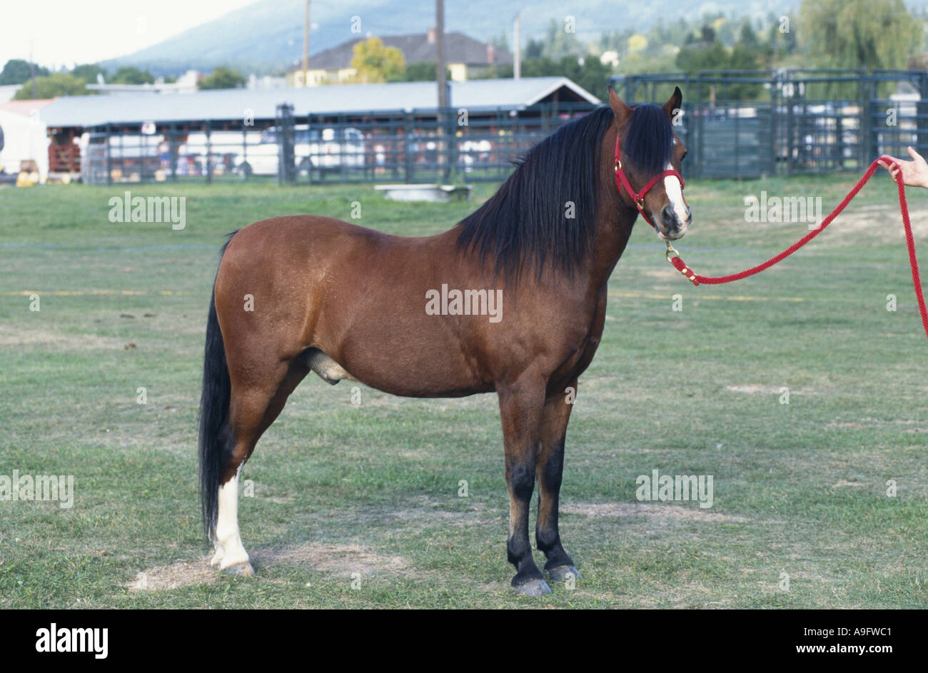 Welsh Pony, Section A, Welsh-Mountain-Pony, Welsh Mountain Pony (Equus ...