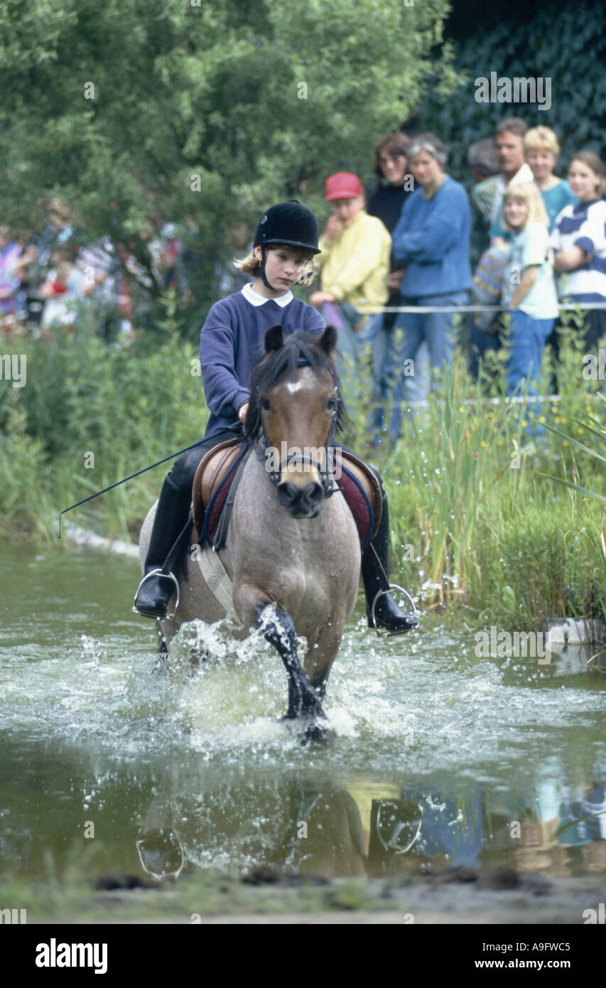 Welsh Pony, Section A, Welsh-Mountain-Pony, Welsh Mountain Pony (Equus ...