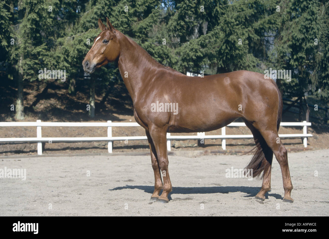Oldenburger horse, German warmblood (Equus przewalskii f. caballus ...
