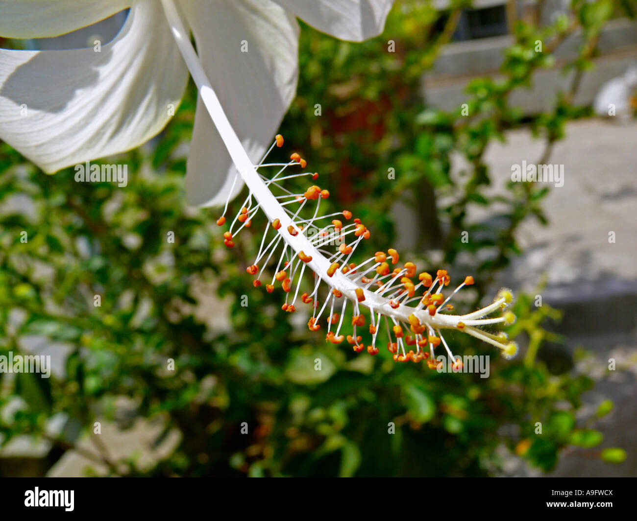 Petals, anther, filament, stigma, style, sepal, receptacle parts of a ...