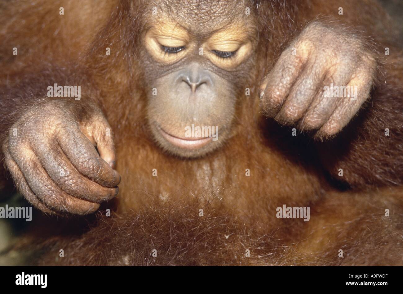 orangutan (Pongo pygmaeus), portrait, Borneo Stock Photo - Alamy