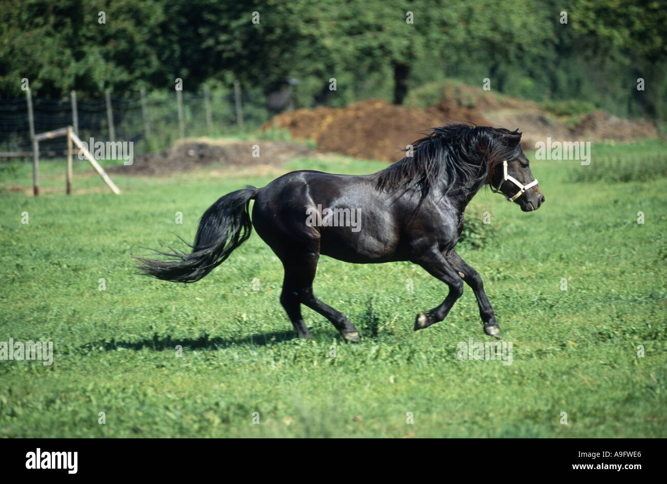 Welsh Pony, Section A, Welsh-Mountain-Pony, Welsh Mountain Pony (Equus ...