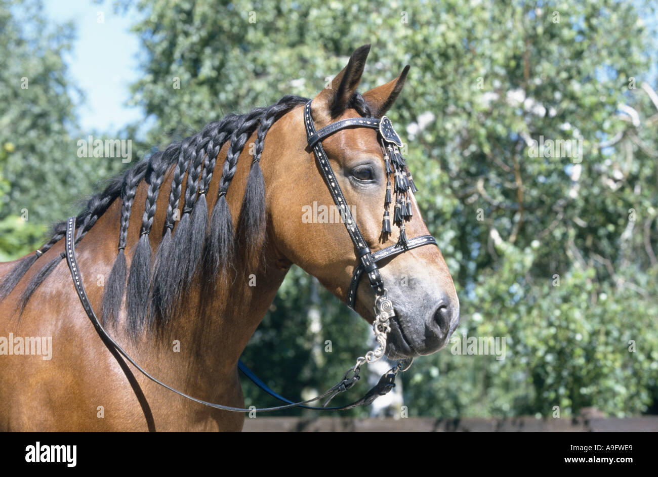 Welsh Pony, Section A, Welsh-Mountain-Pony, Welsh Mountain Pony (Equus ...