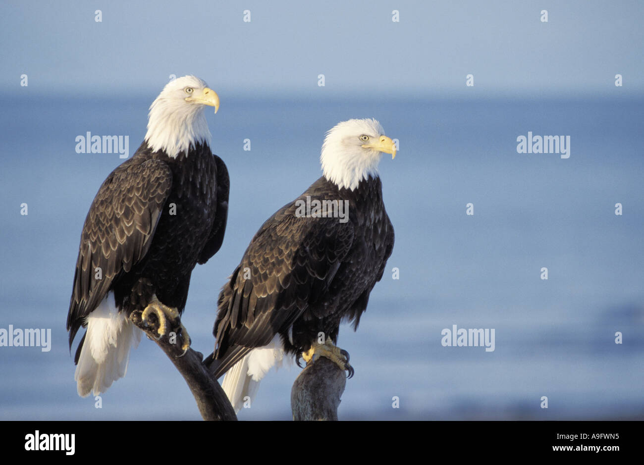 American bald eagle (Haliaeetus leucocephalus), two adults sitting side ...