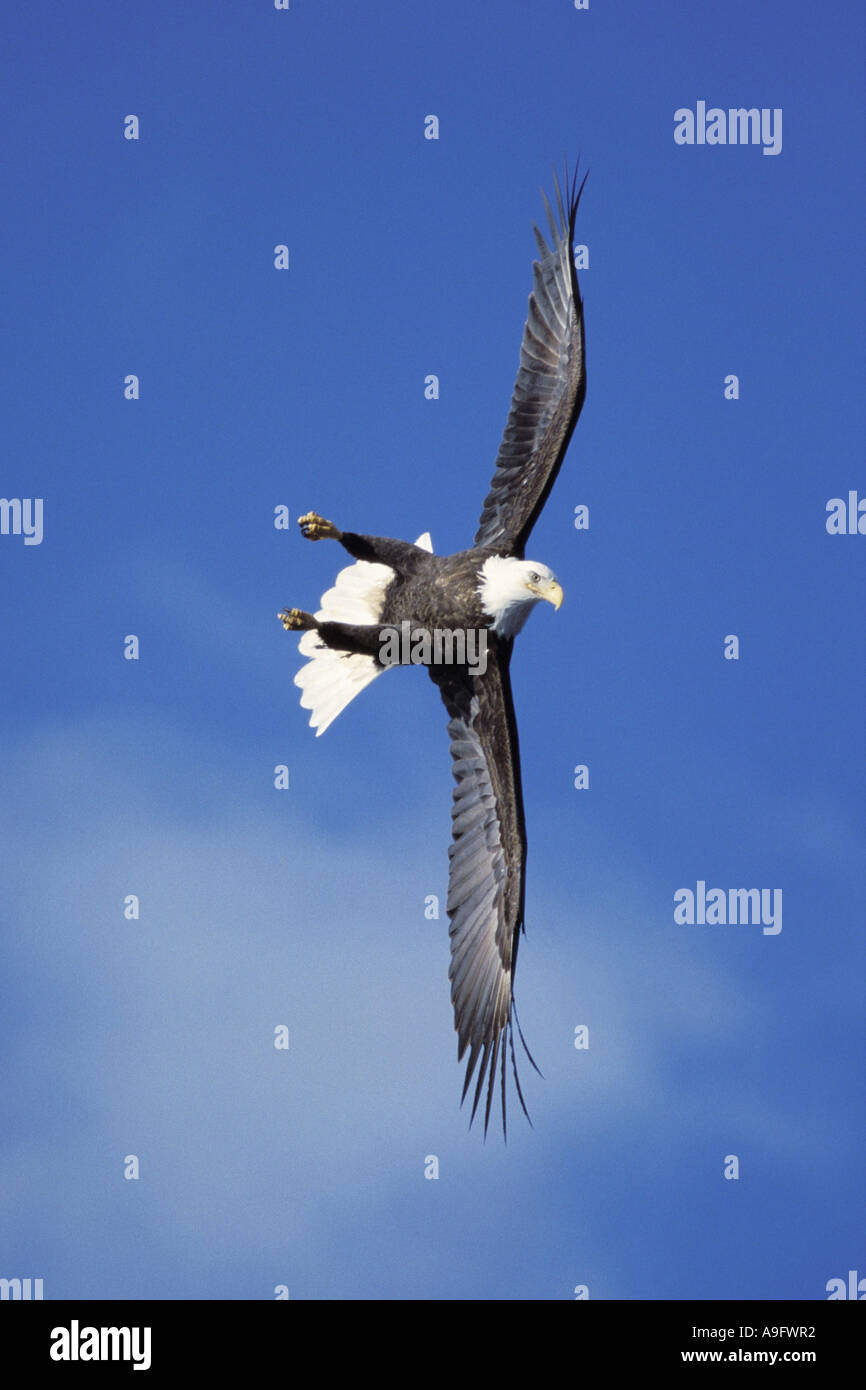 Bald eagle flying from below hi-res stock photography and images - Alamy