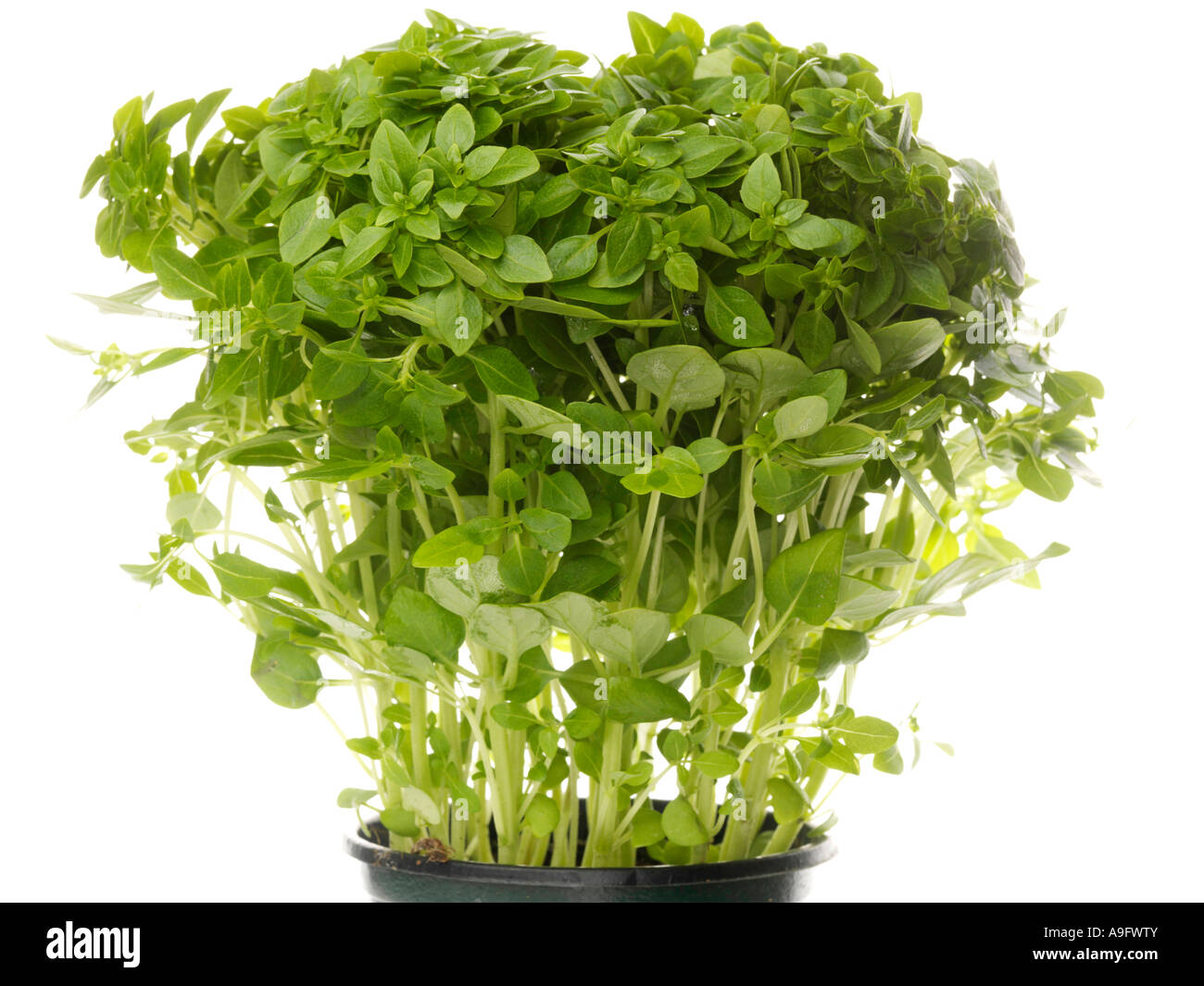 Greek basil hi-res stock photography and images - Alamy