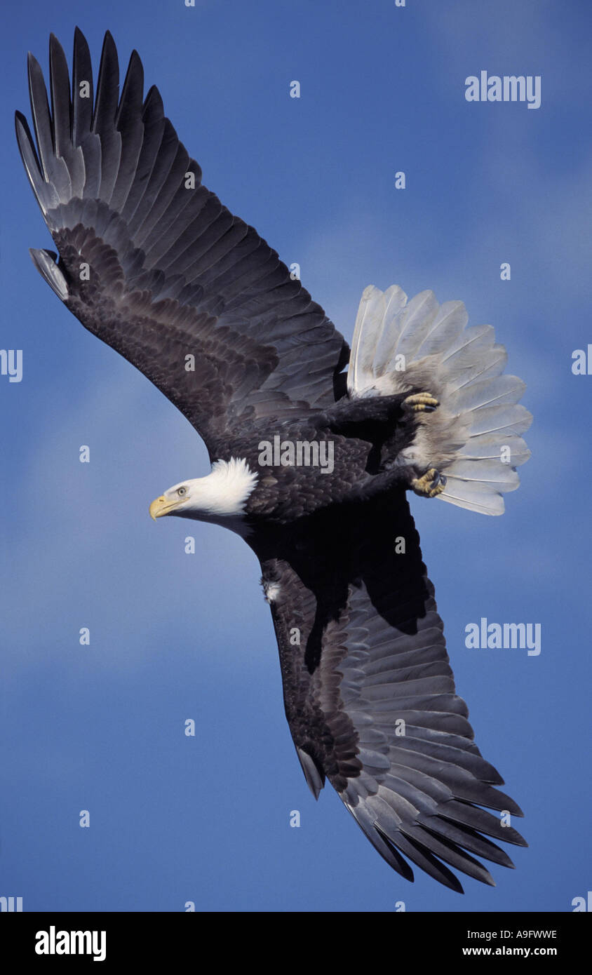 American bald eagle (Haliaeetus leucocephalus), flying curve, wings in ...