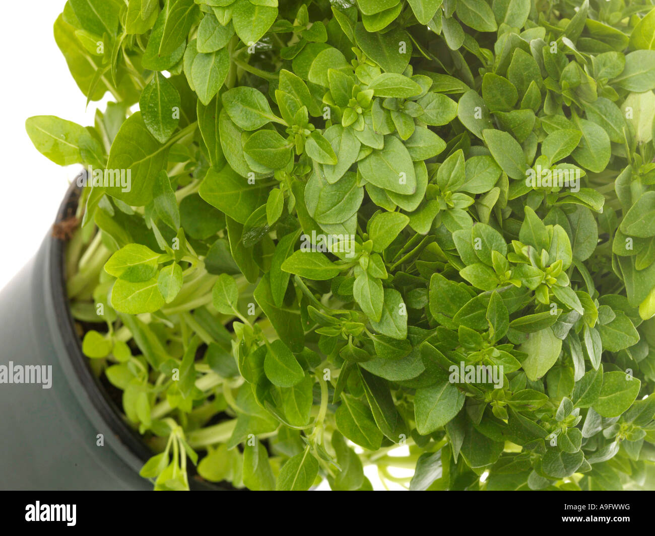 Greek basil hi-res stock photography and images - Alamy