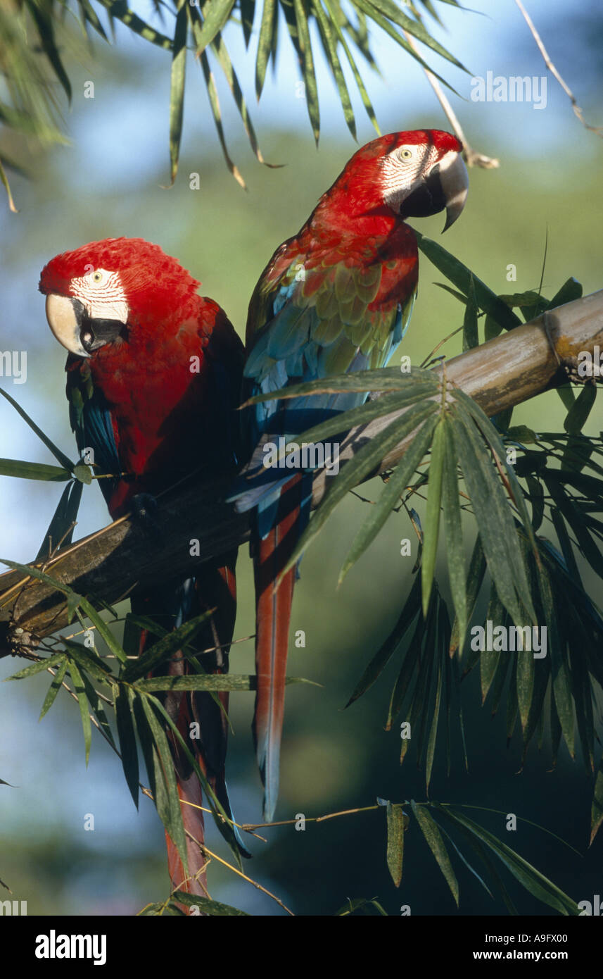 green winged macaw, green-winged macaw, greenwing macaw, maroon macaw ...