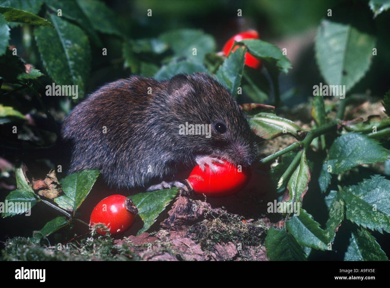 Bank Vole Animals Natural World Environment Wales Stock Photo - Alamy
