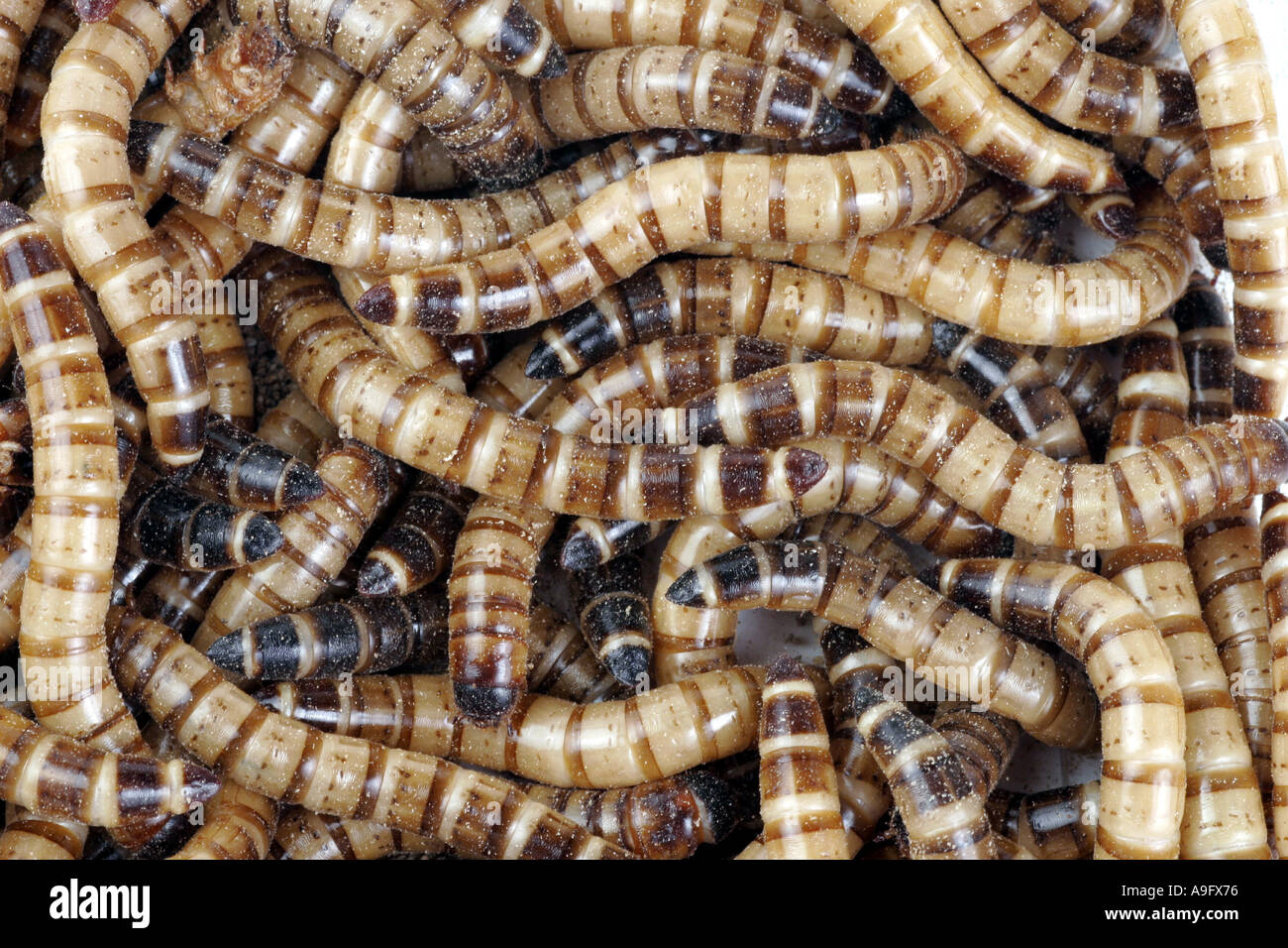 Superworm larvae hi-res stock photography and images - Alamy
