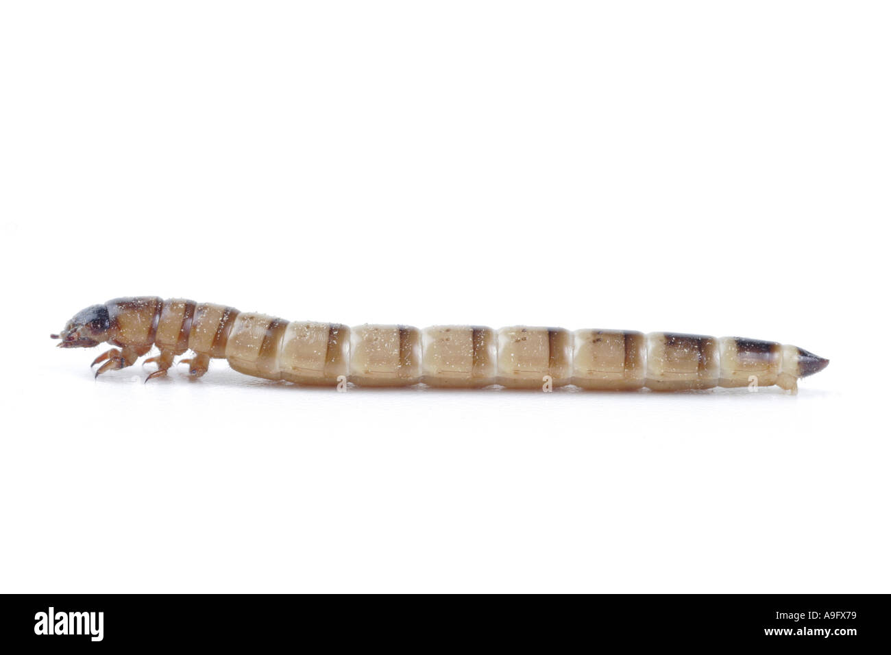 Superworm hi-res stock photography and images - Alamy