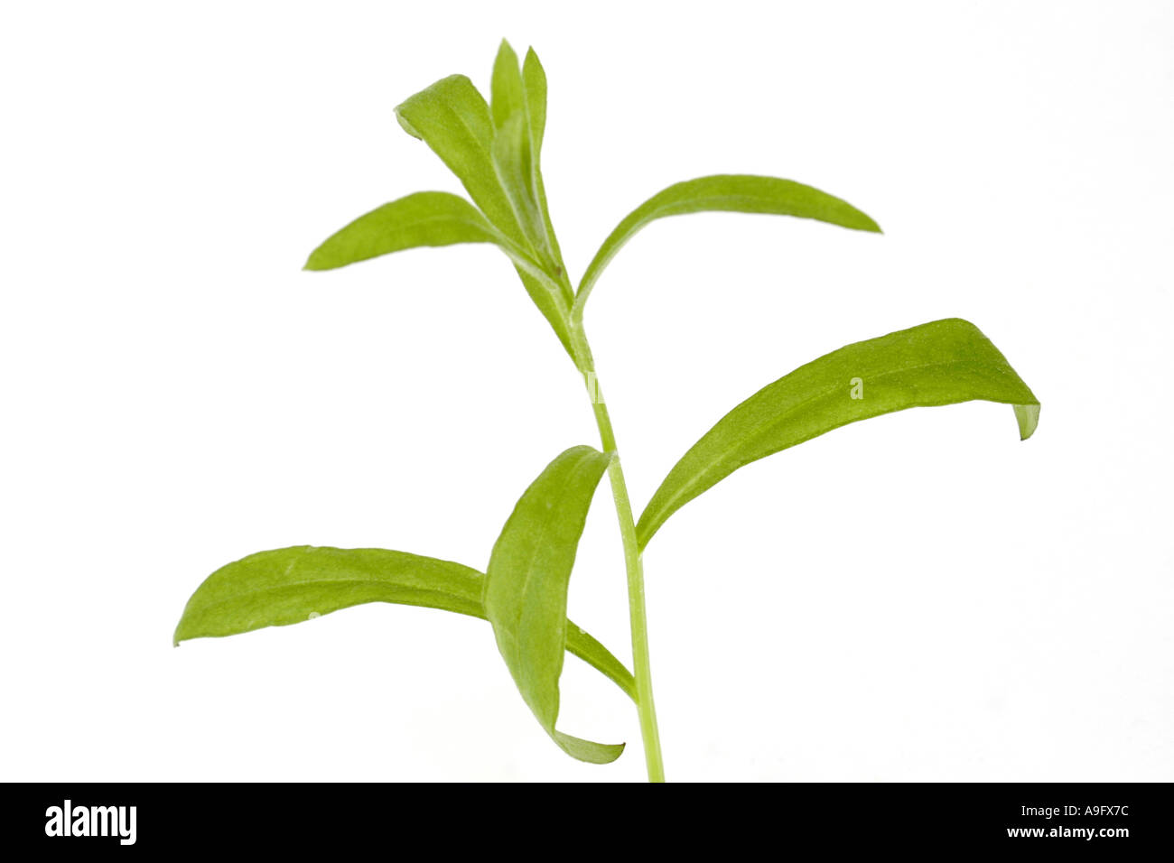 Estragole High Resolution Stock Photography and Images - Alamy
