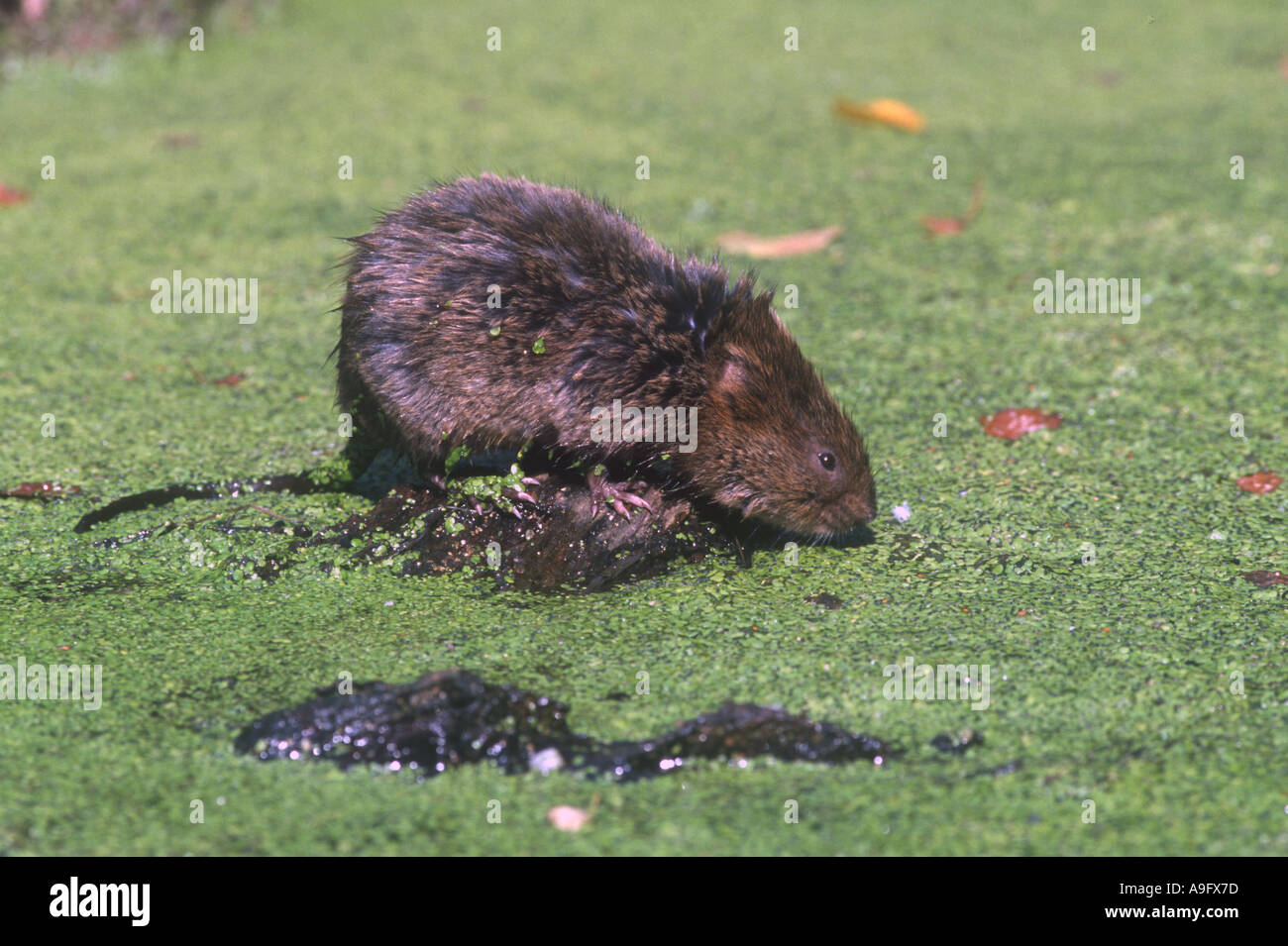 Water Vole Animals Natural World Environment Wales Stock Photo - Alamy