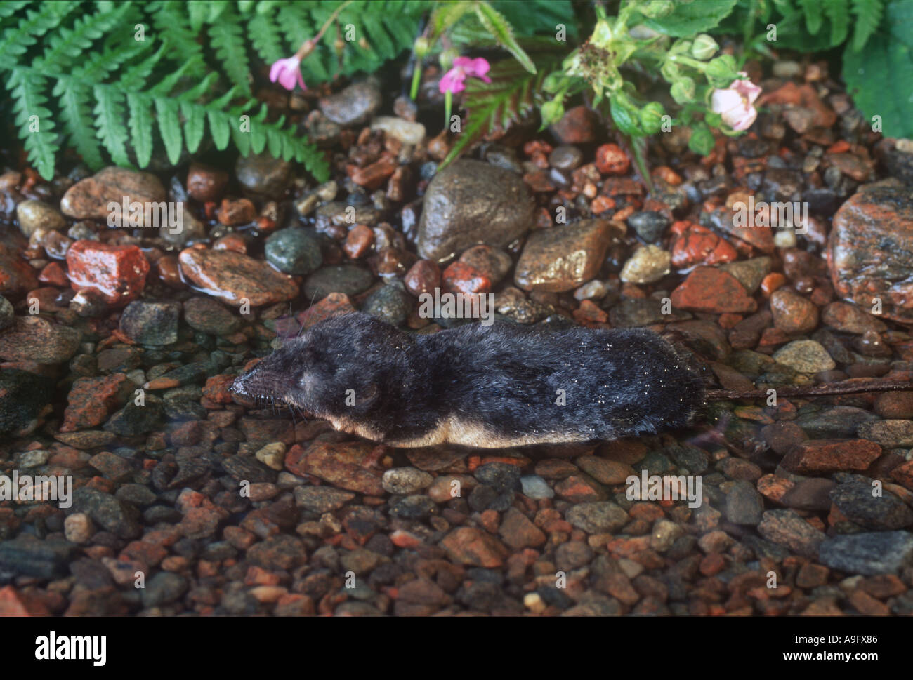 Water shrew uk hi-res stock photography and images - Alamy