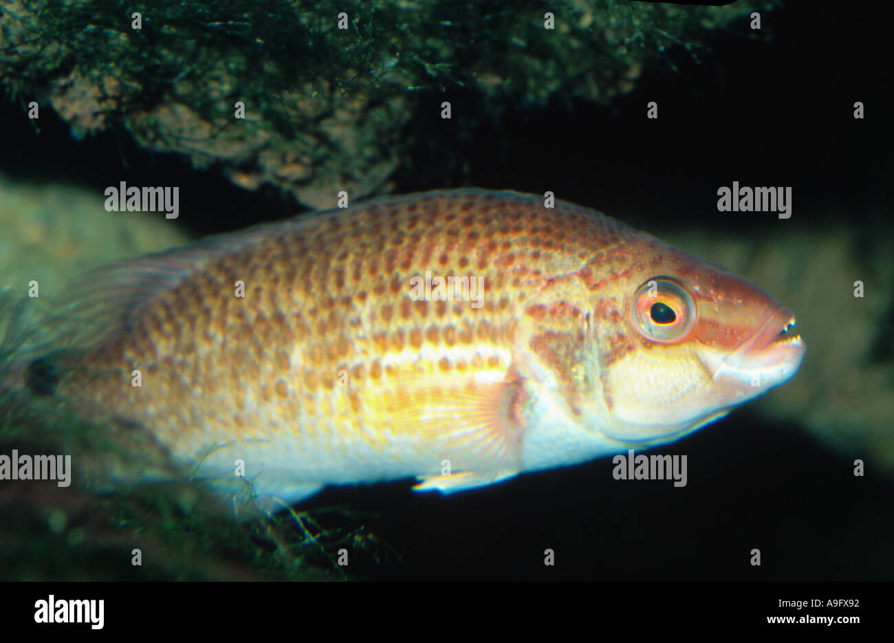 goldsinny, goldsinny wrasse (Ctenolabrus rupestris, Ctenolabrus suillus ...