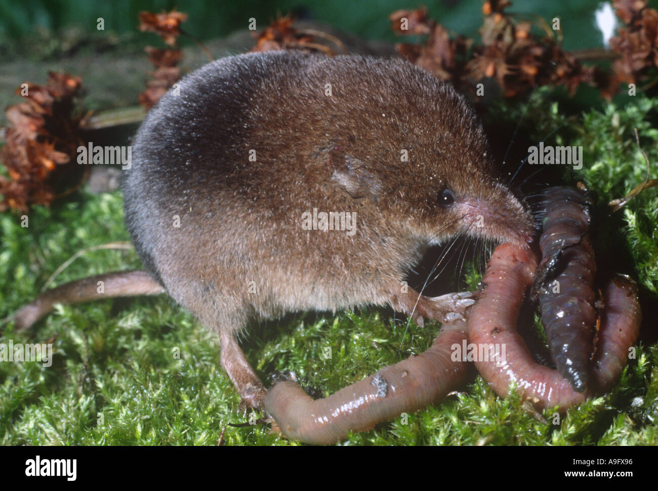 Common shrew eat hi-res stock photography and images - Alamy