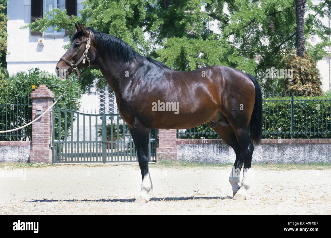 French warmblood (Equus przewalskii f. caballus), stallion Urbino Stock ...
