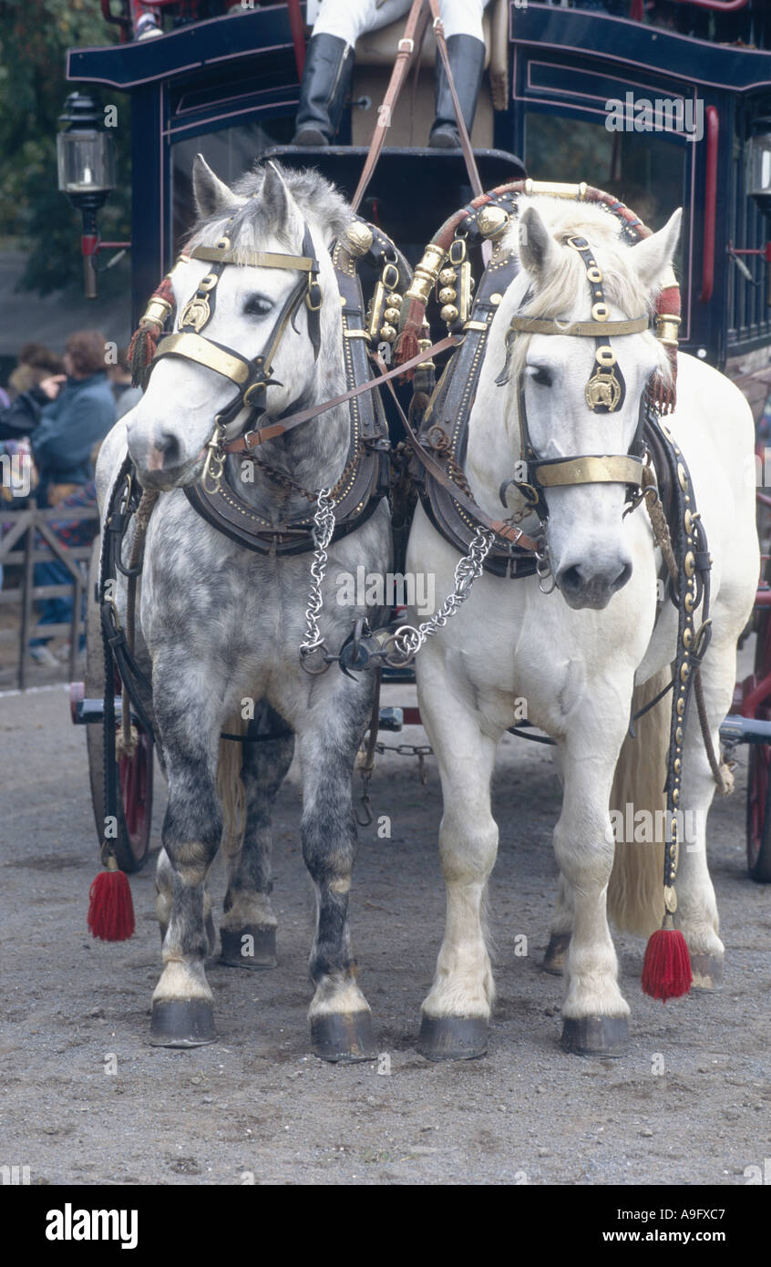 Percheron horse (Equus przewalskii f. caballus), pair of horses in ...
