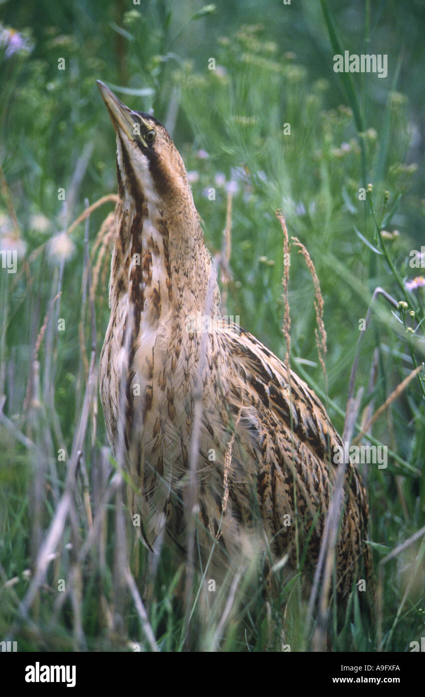Bitterns of the world hi-res stock photography and images - Alamy