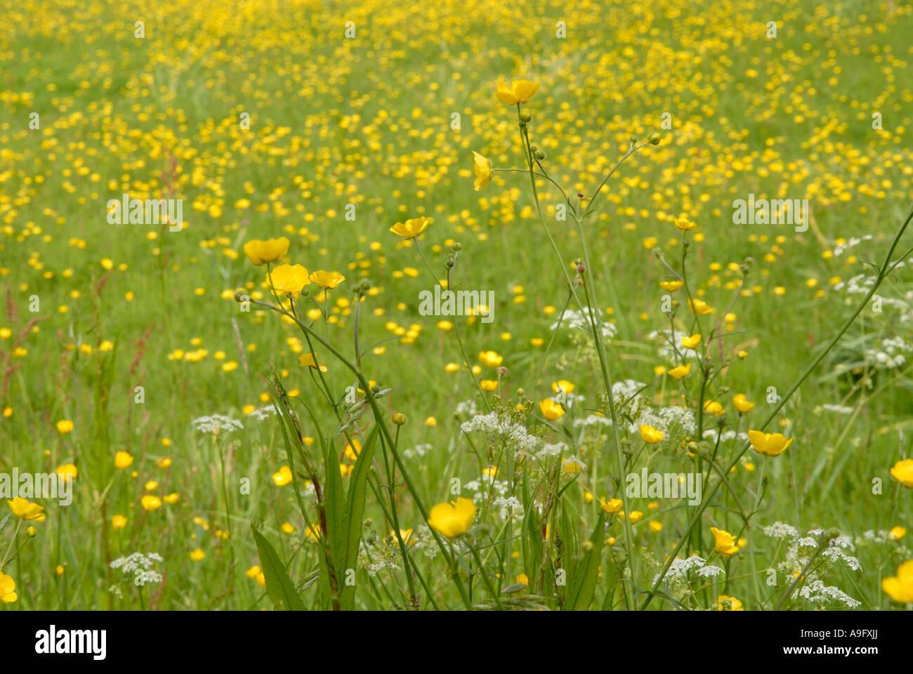 A field of wild flowers in Kent Stock Photo - Alamy