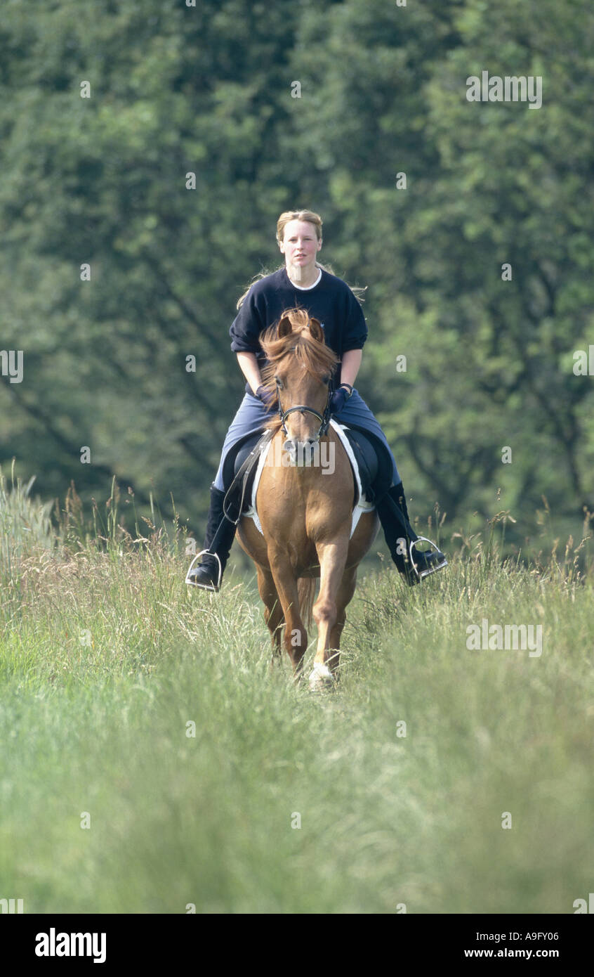 German riding pony (Equus przewalskii f. caballus), riding Stock Photo ...
