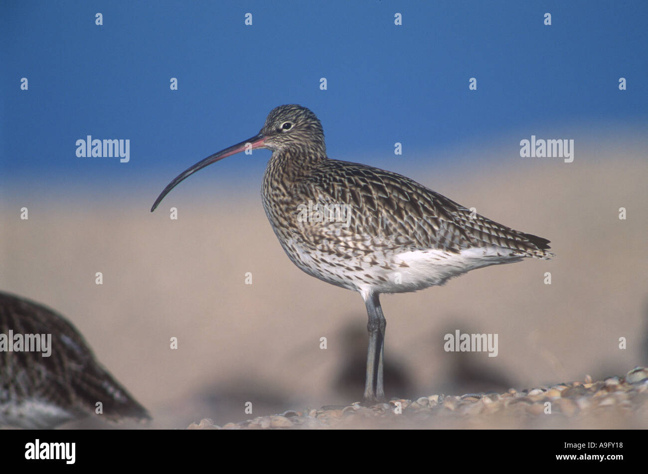 Curlew Birds Natural World Environment Wales Stock Photo - Alamy