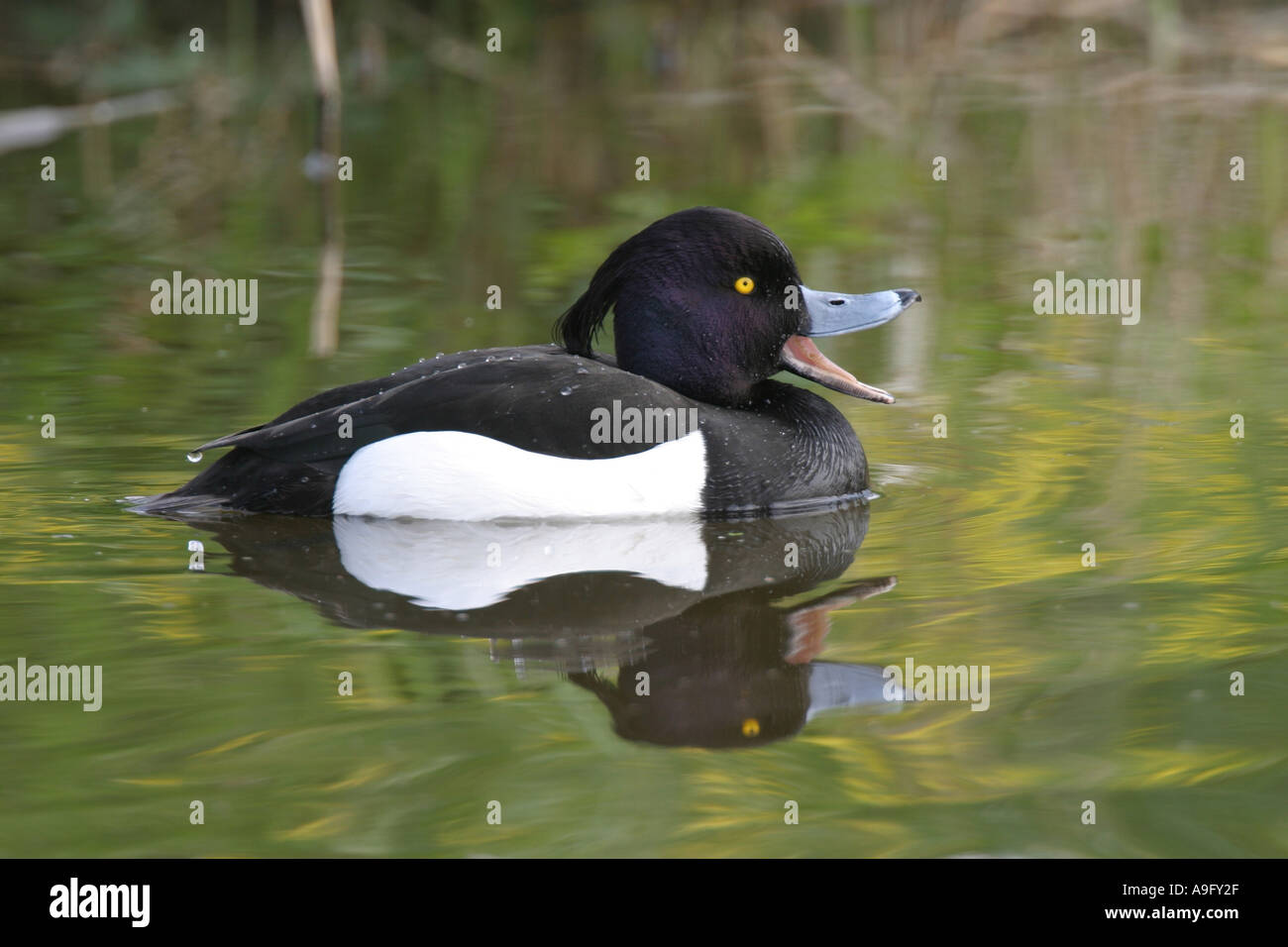 Duck yawning hi-res stock photography and images - Alamy