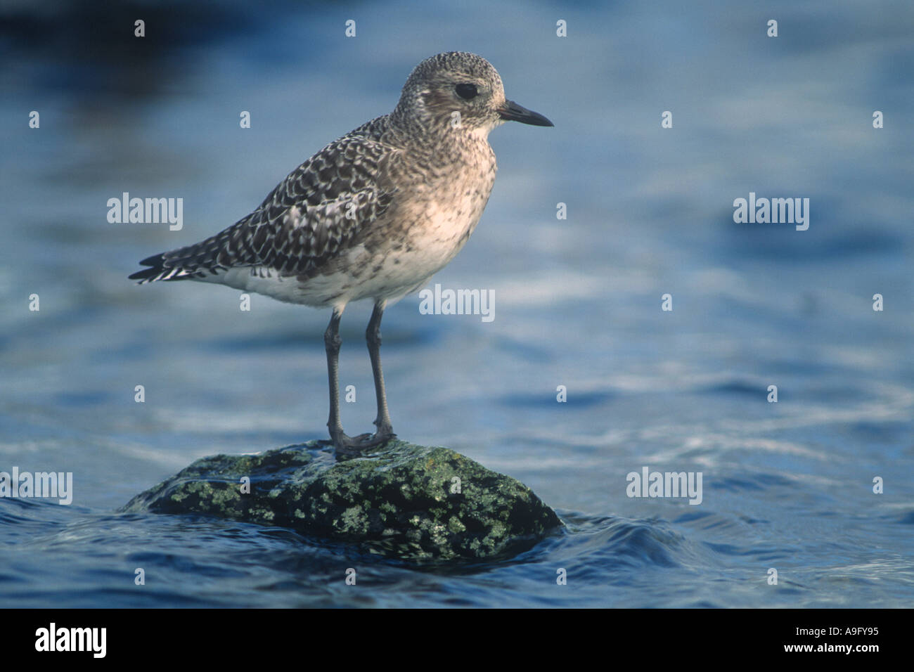 Grey plovers uk hi-res stock photography and images - Alamy