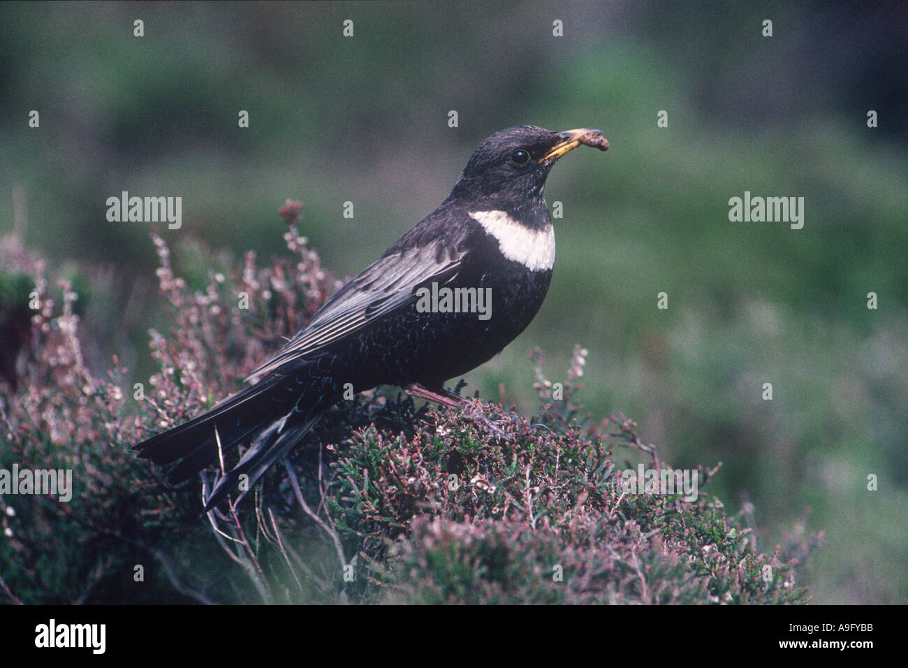 Ring ouzel wales hi-res stock photography and images - Alamy