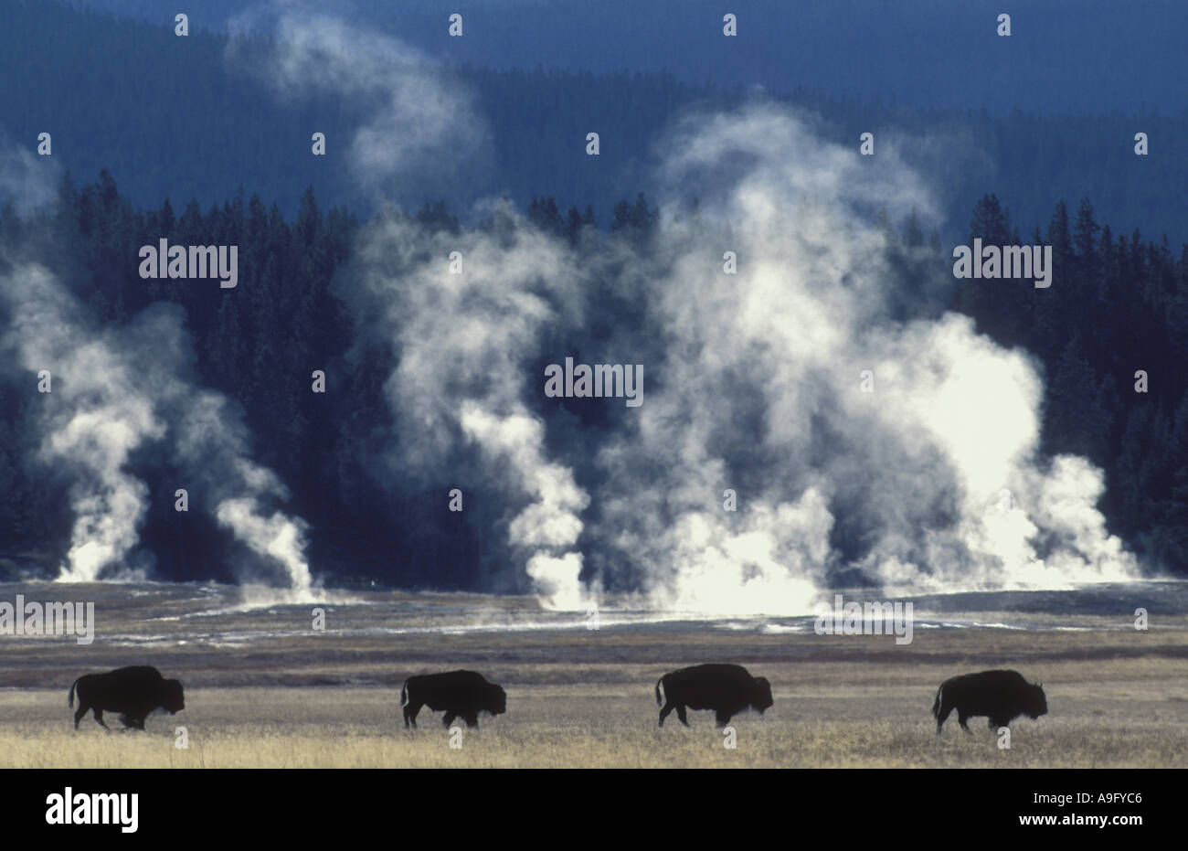 American bison, buffalo (Bison bison), procession of bisonin front of steaming geysers, USA ...