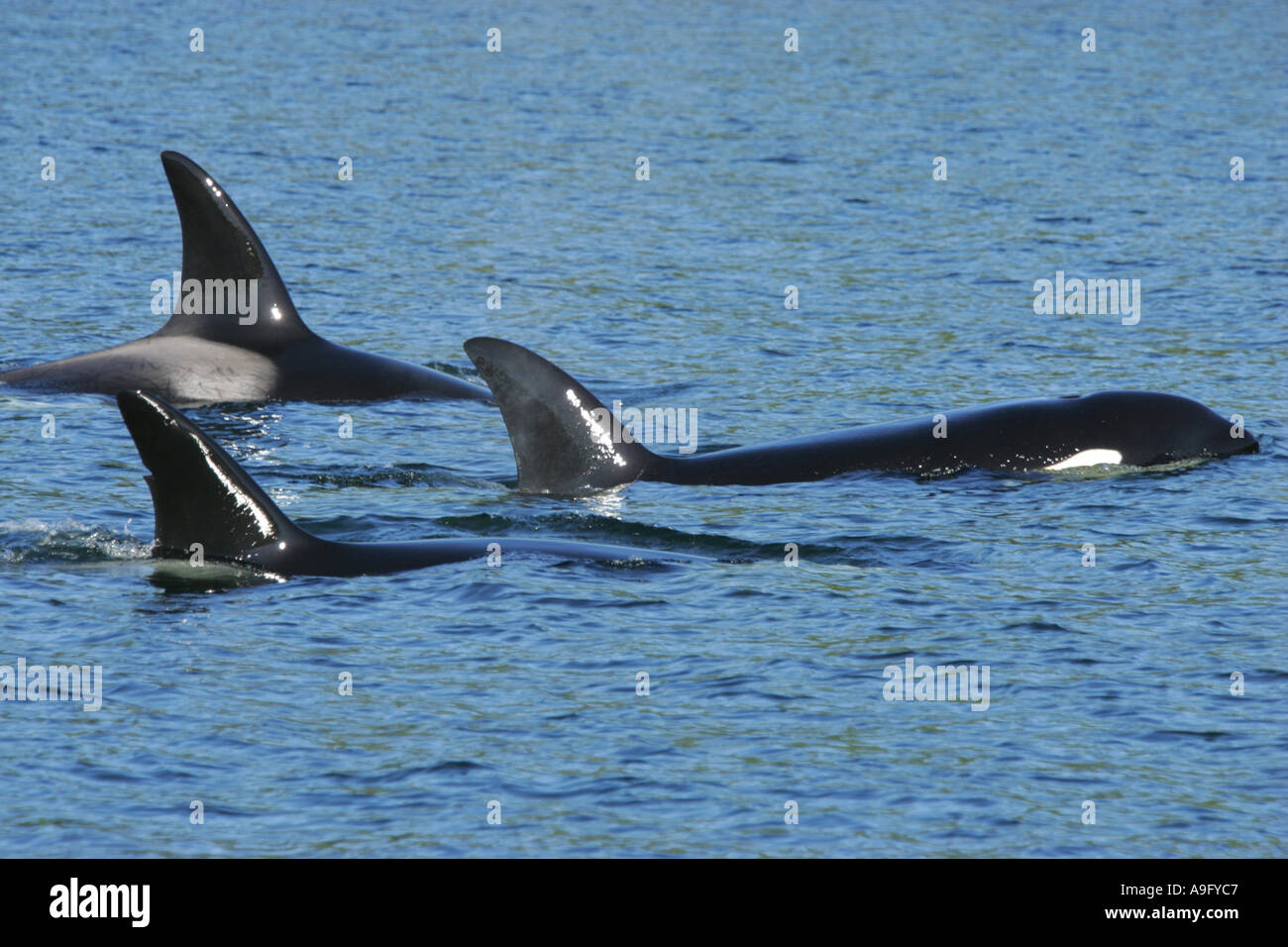 orca, great killer whale, grampus (Orcinus orca), group swimming, USA ...