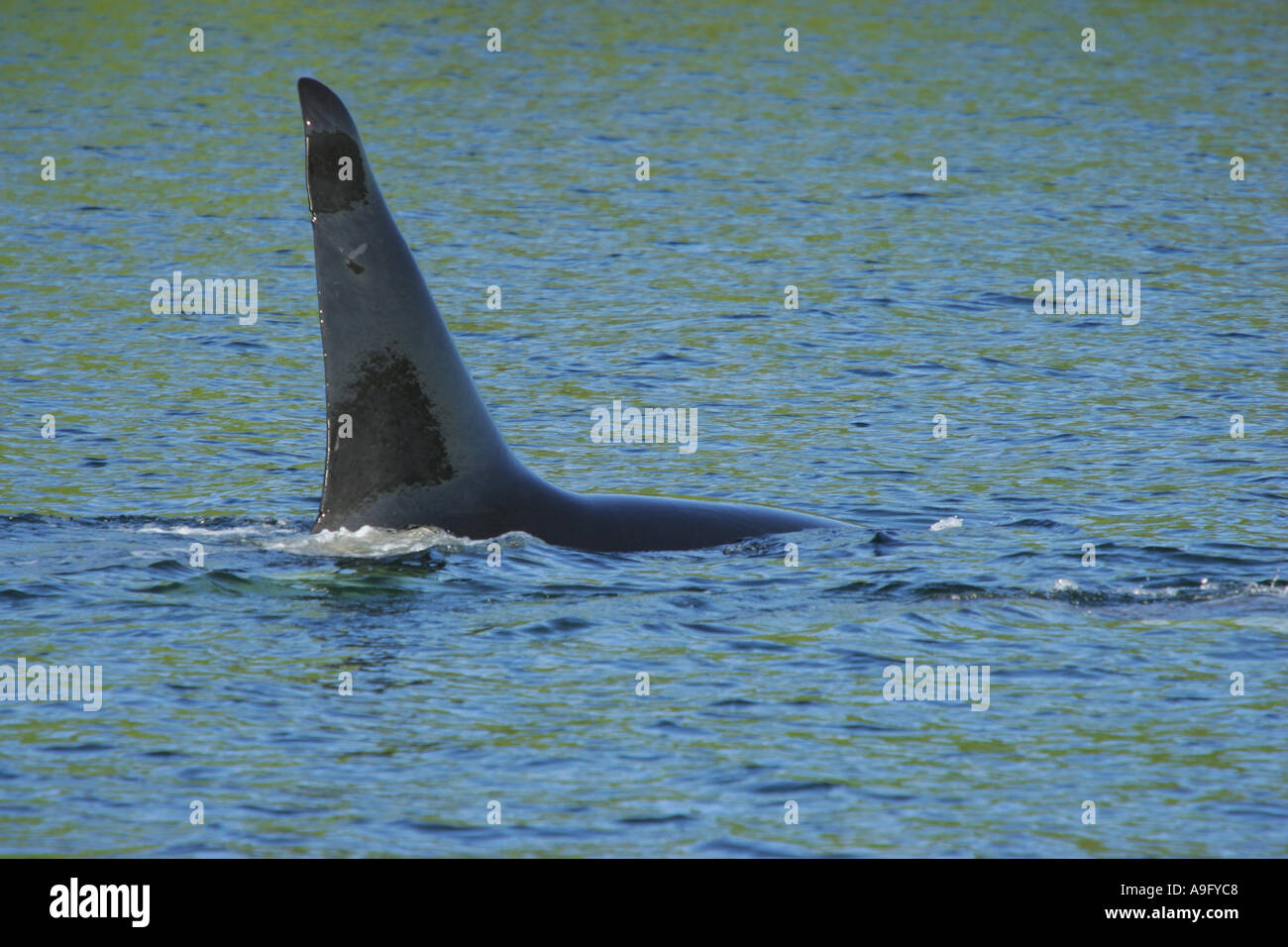 orca, great killer whale, grampus (Orcinus orca), back fin, USA, Alaska ...