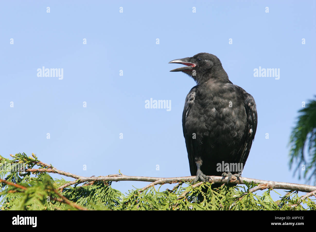 American crow calling hi-res stock photography and images - Alamy