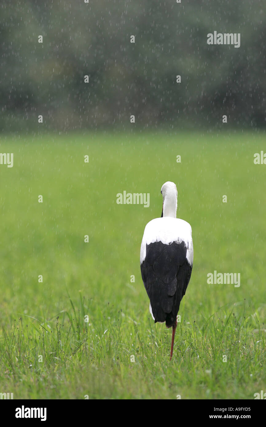 white stork (Ciconia ciconia), standing on one leg, rear view, Germany ...