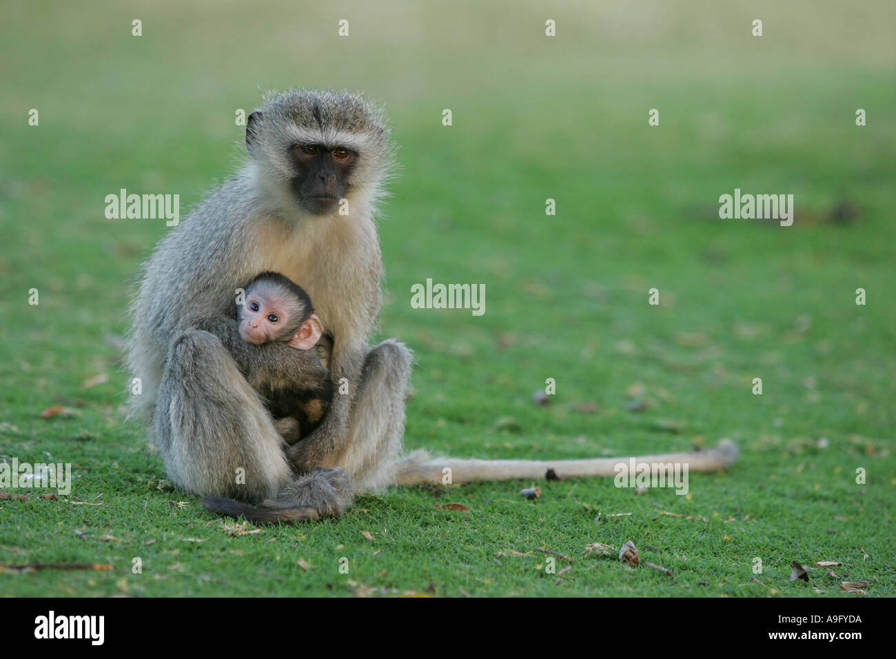grivet monkey, savanna monkey, green monkey (Cercopithecus aethiops ...