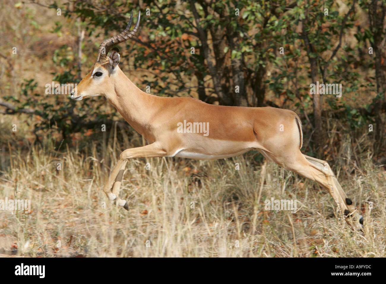 impala (Aepyceros melampus), male, jumping, South Africa, Krueger NP ...