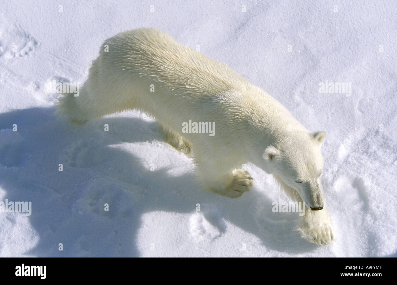 polar bear (Ursus maritimus), walking over snow tract, top view, from ...