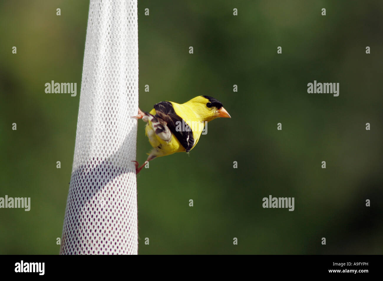 Gold finch hi-res stock photography and images - Alamy