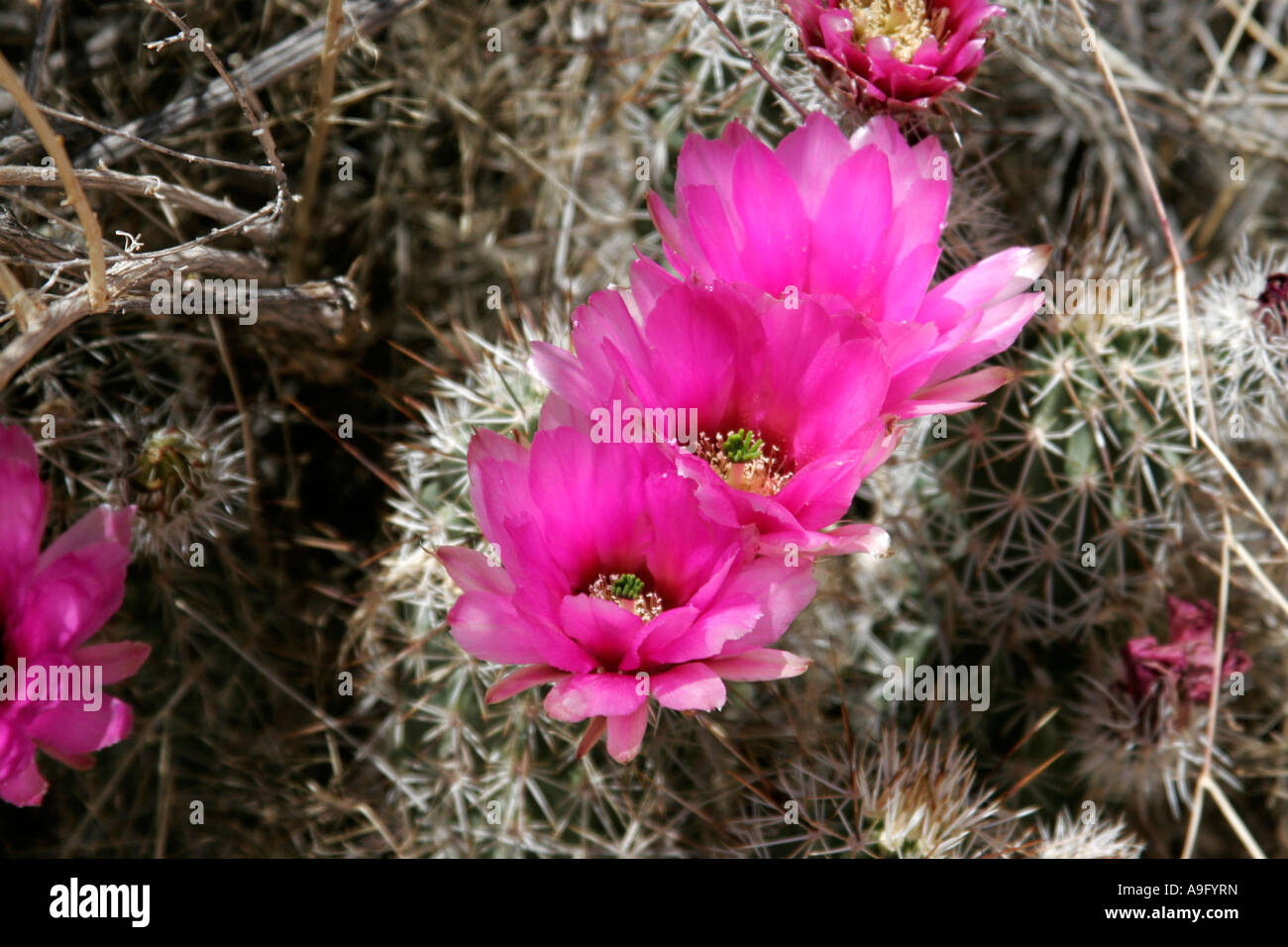 Cactus Flower Arizona Desert Stock Photo - Alamy